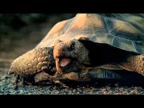 Bridgestone - Scream | Cursed Commercials Wiki | Fandom