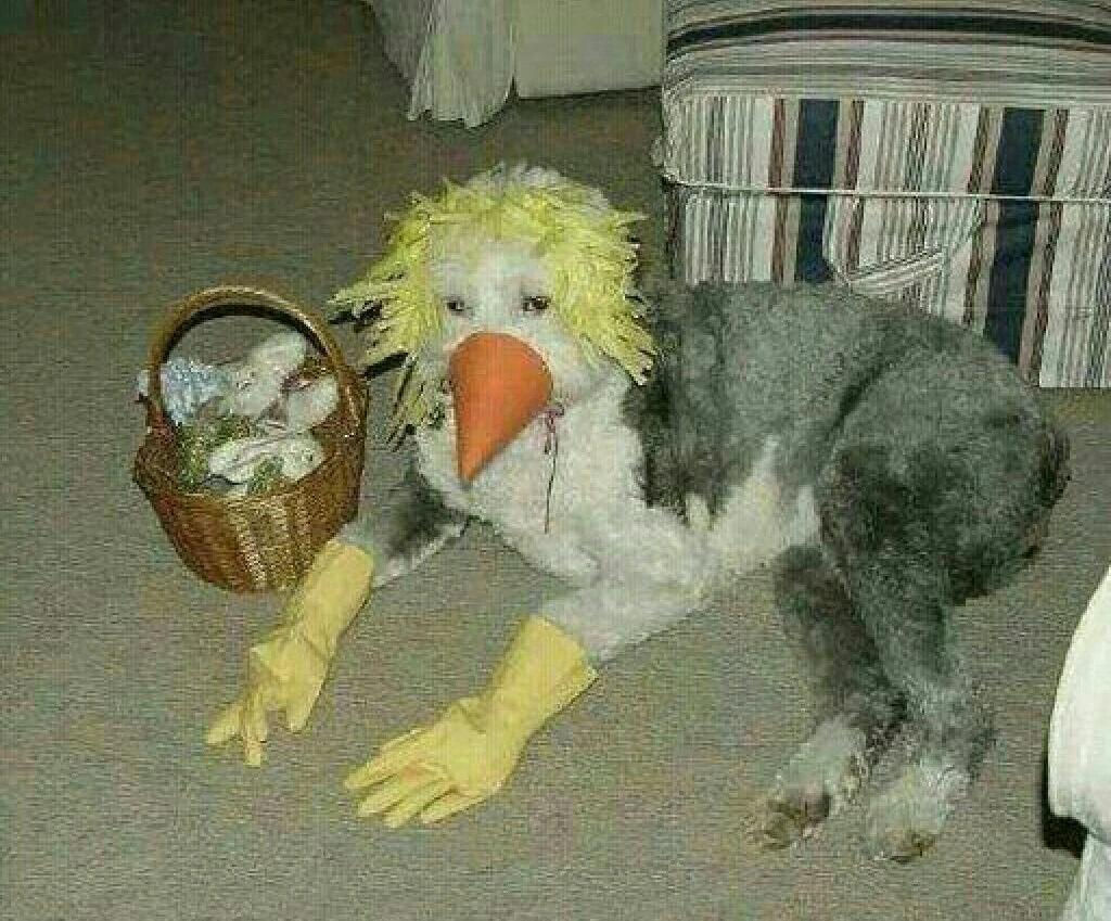 Easter dog | Cursed Images Inspiration Wiki | Fandom