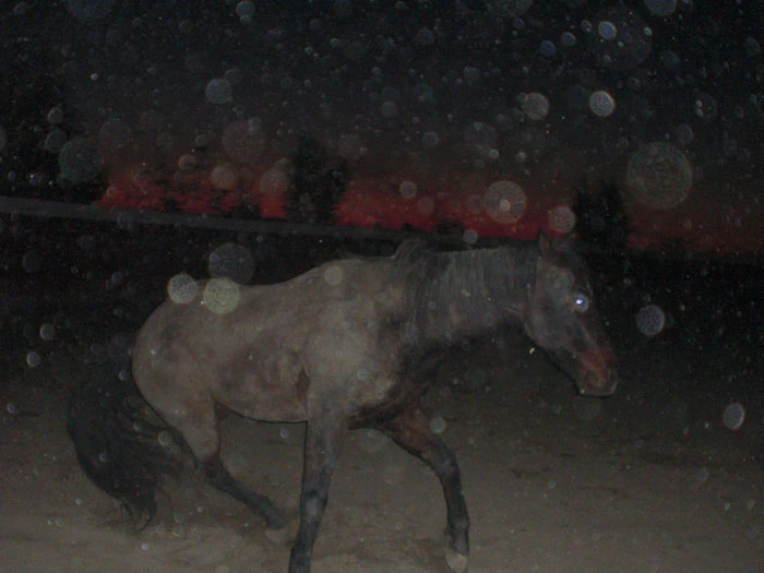 Horse in the night | Cursed Images Inspiration Wiki | Fandom