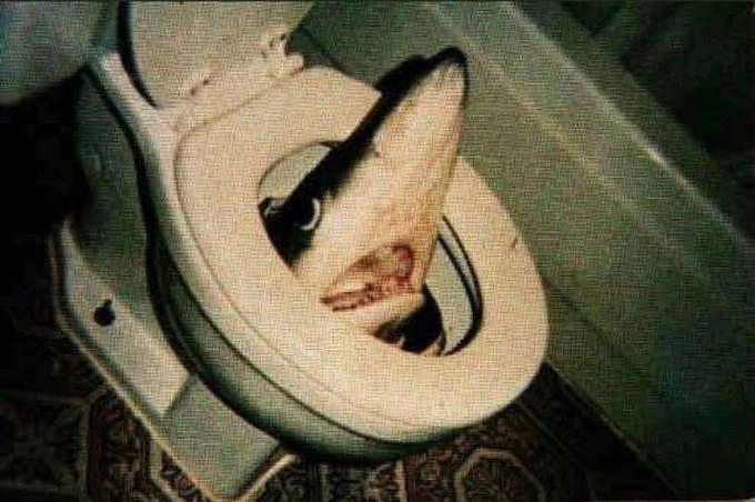 Skibidi Shark | Cursed Images Inspiration Wiki | Fandom