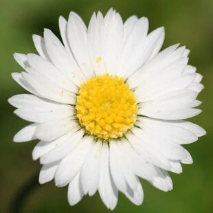 Robert Helpmann | Cursed Videos Wiki | Fandom