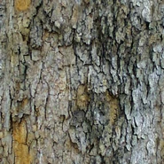 Main Land/Image Gallery | Slendytubbies Wiki | Fandom