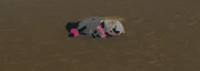 Rosi | Custom wcue Npc Wiki | Fandom