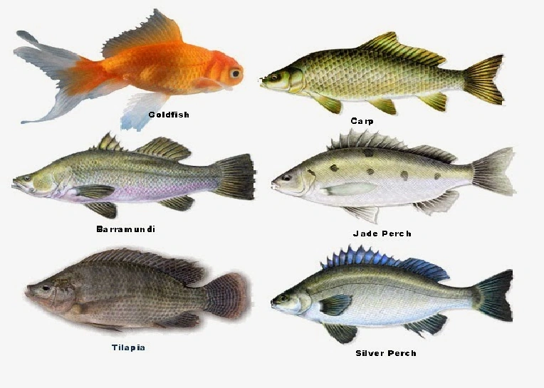 Swim like the Fish | Custom Time Warner Cable Kids Wiki | Fandom