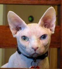 Sphnkx | Cutecats Wiki | Fandom