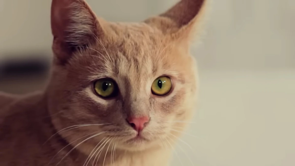 Om Nom & Cat/Appearances | Cut the Rope Wiki | Fandom