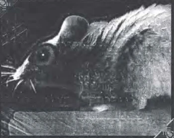 Mouse (software) | Cyberpunk Wiki | Fandom