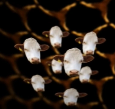 Cow Molecules | Cyriak Wiki | Fandom