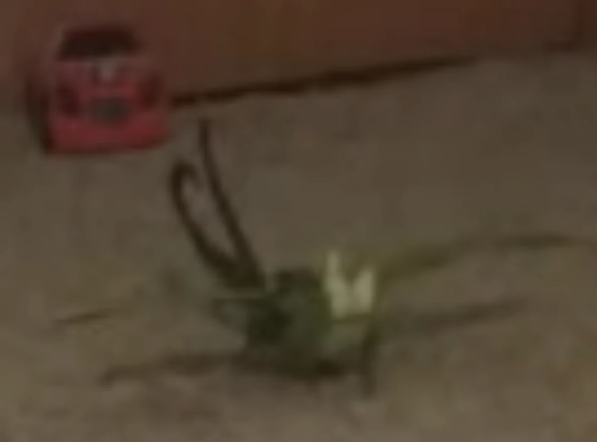 Category:Lizards | Cyrustine FNAF Plush Wiki | Fandom