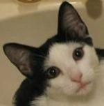 CodeChickenCore | Cz Tekkit a FTB Wiki | Fandom