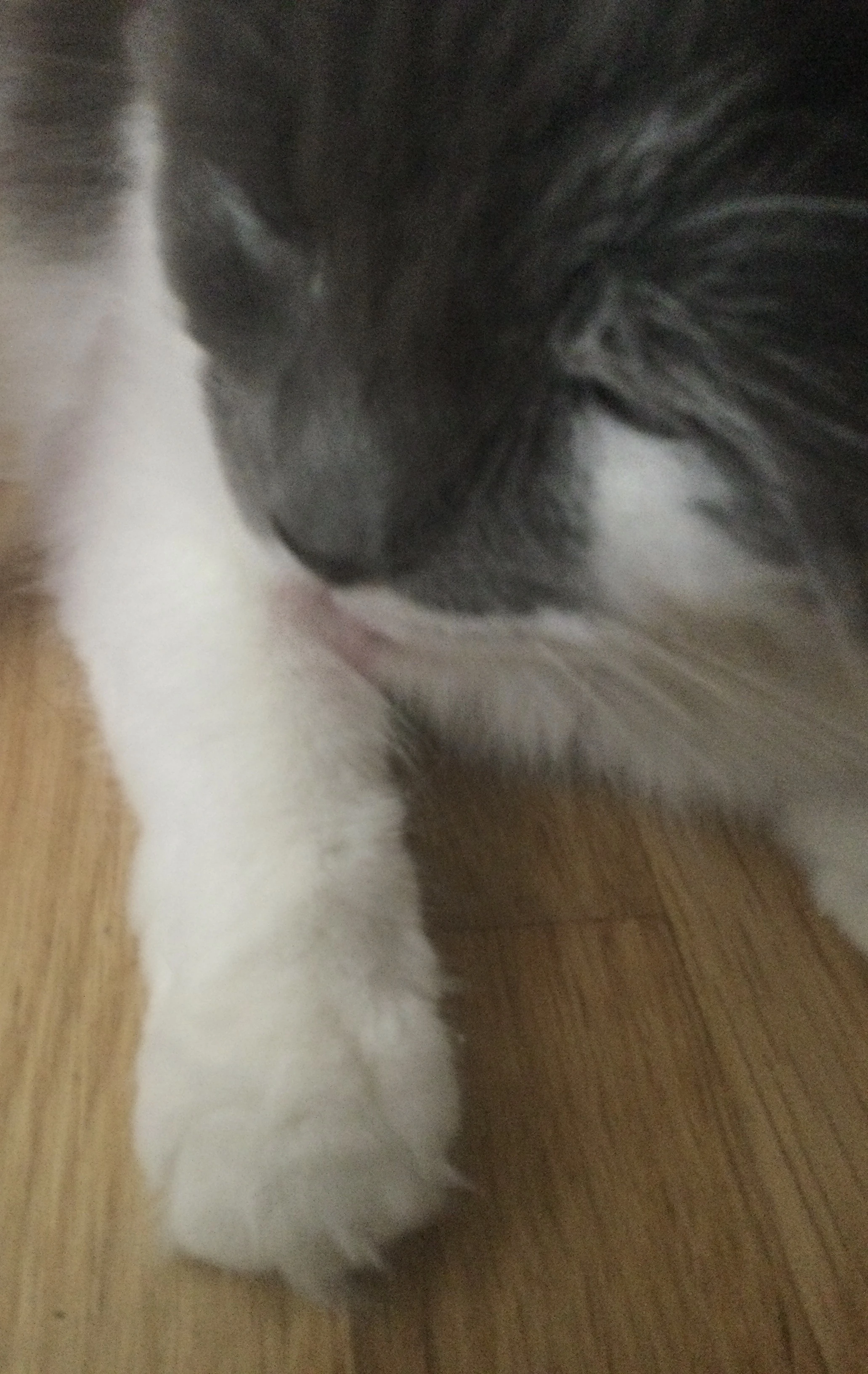 My lil silly kitty | Fandom