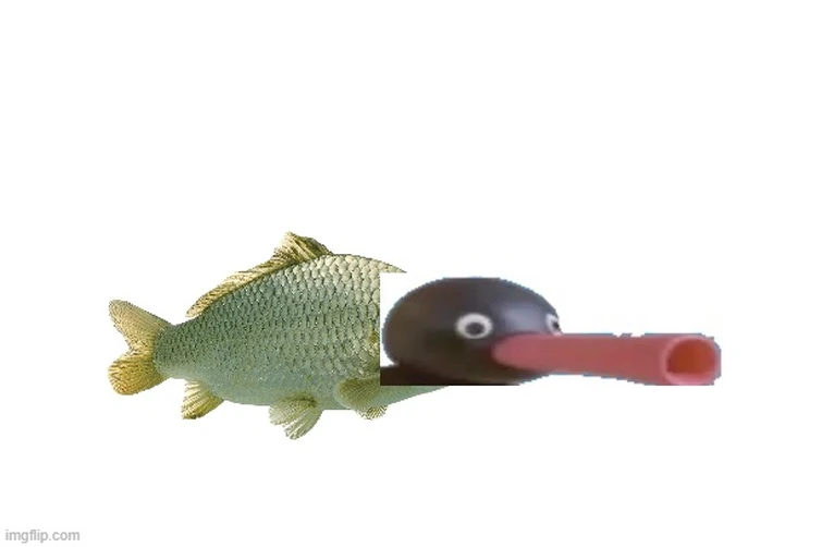 noot fish | Fandom