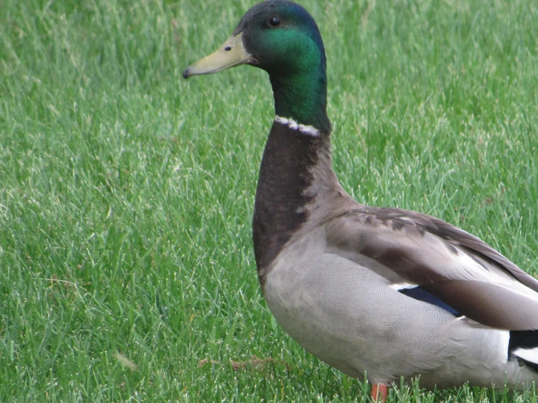 Stinky little photogenic as hell duck | Fandom