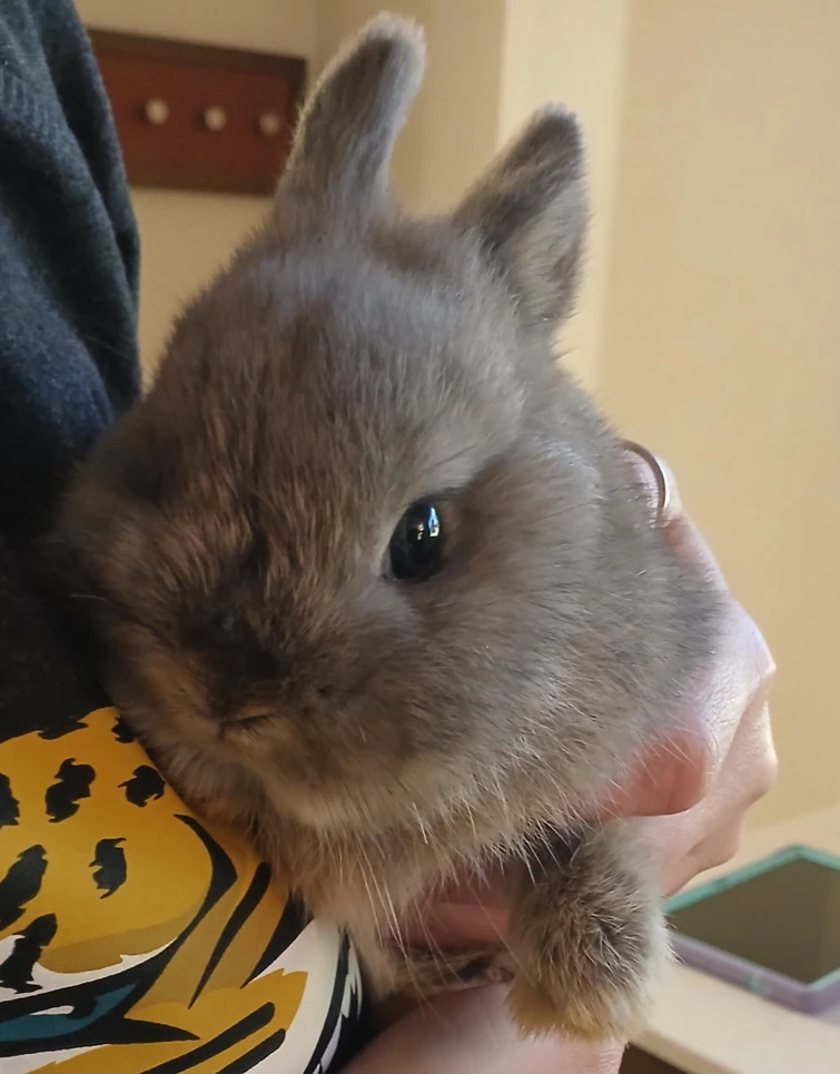 Discuss Everything About 34 Rabbits Wiki | Fandom