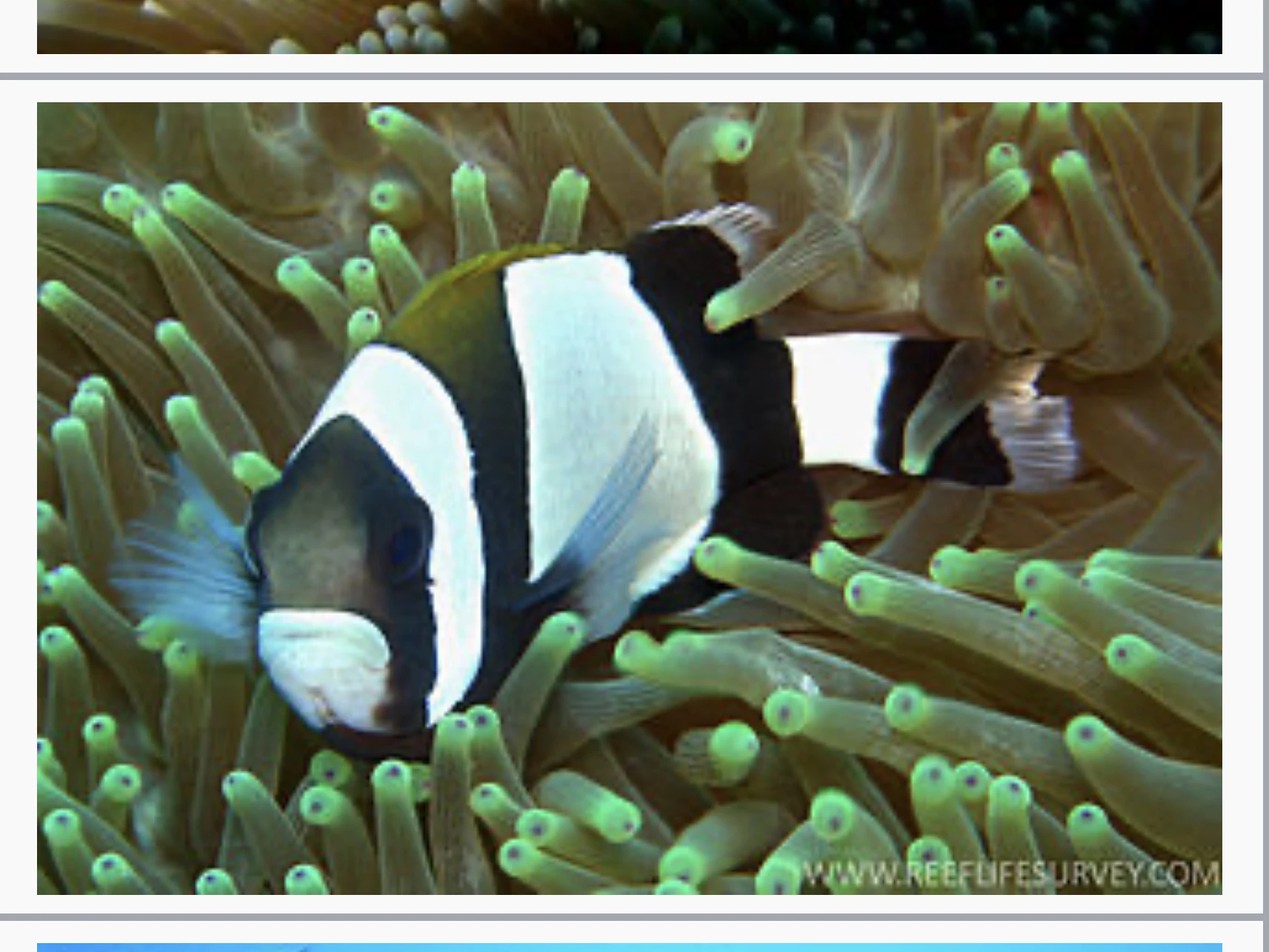 Finding Emo. | Fandom