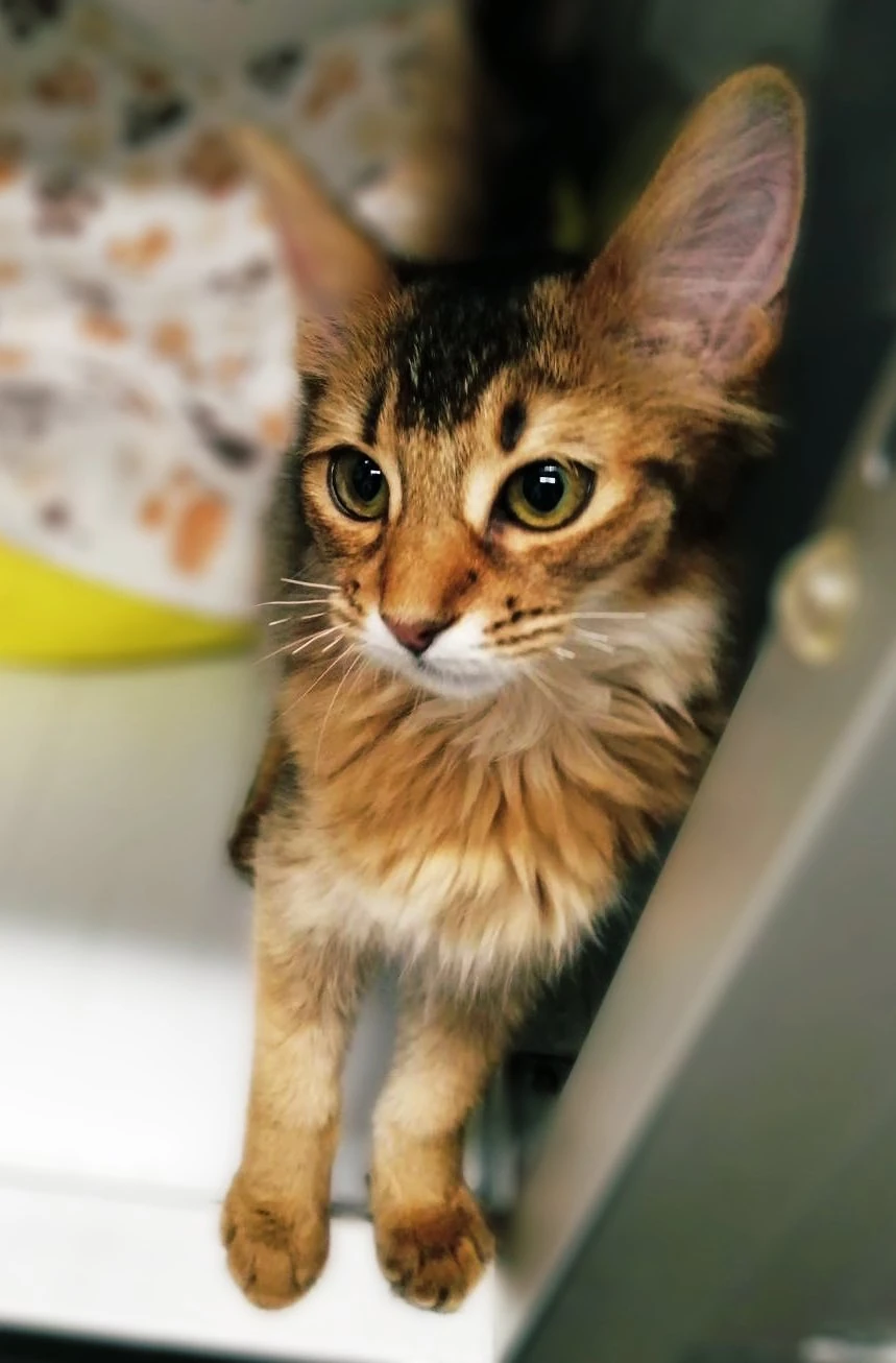 mori calliope's cat, tutu | Fandom