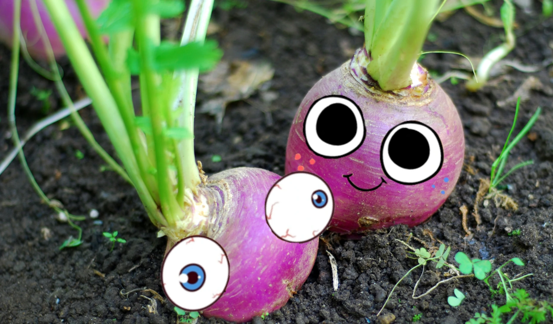 Turnip pt.2 | Fandom