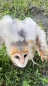 Ur mom!1!1! | Fandom