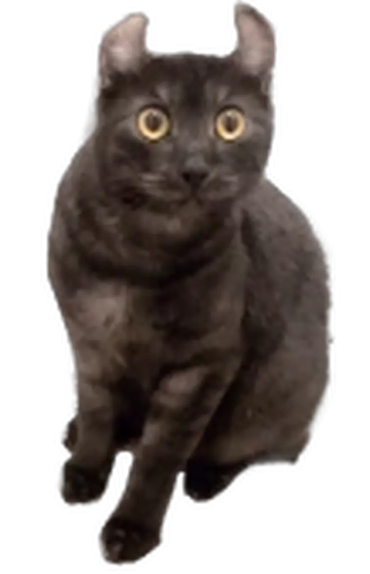 All posts by Number1GrimFoxyFan | Fandom