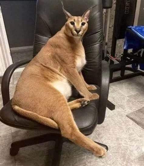 Gaming Floppa | Fandom