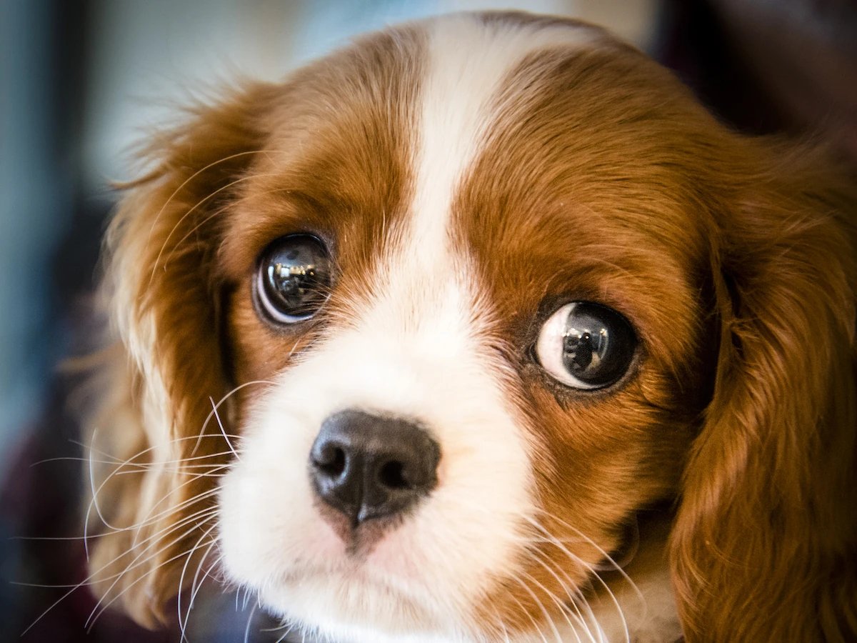 what would you do if this dog was giving you the puppy eyes | Fandom