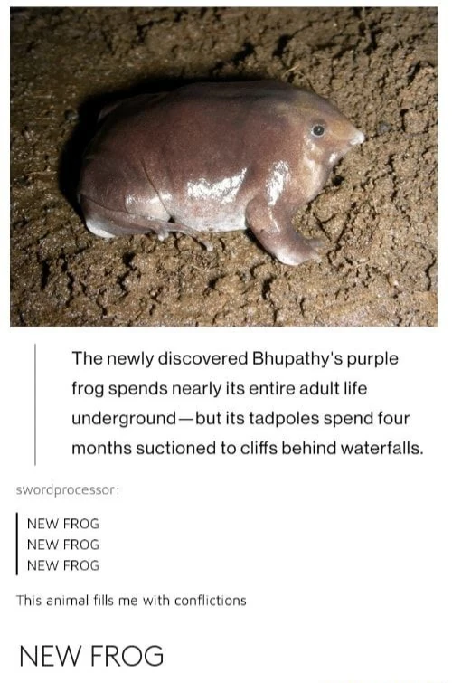 new frog | Fandom