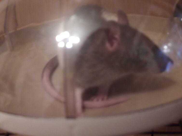 Discuss Everything About Doraemon Wiki | Fandom