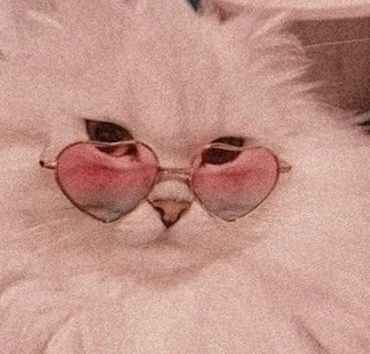 Stupid PFP poll | Fandom