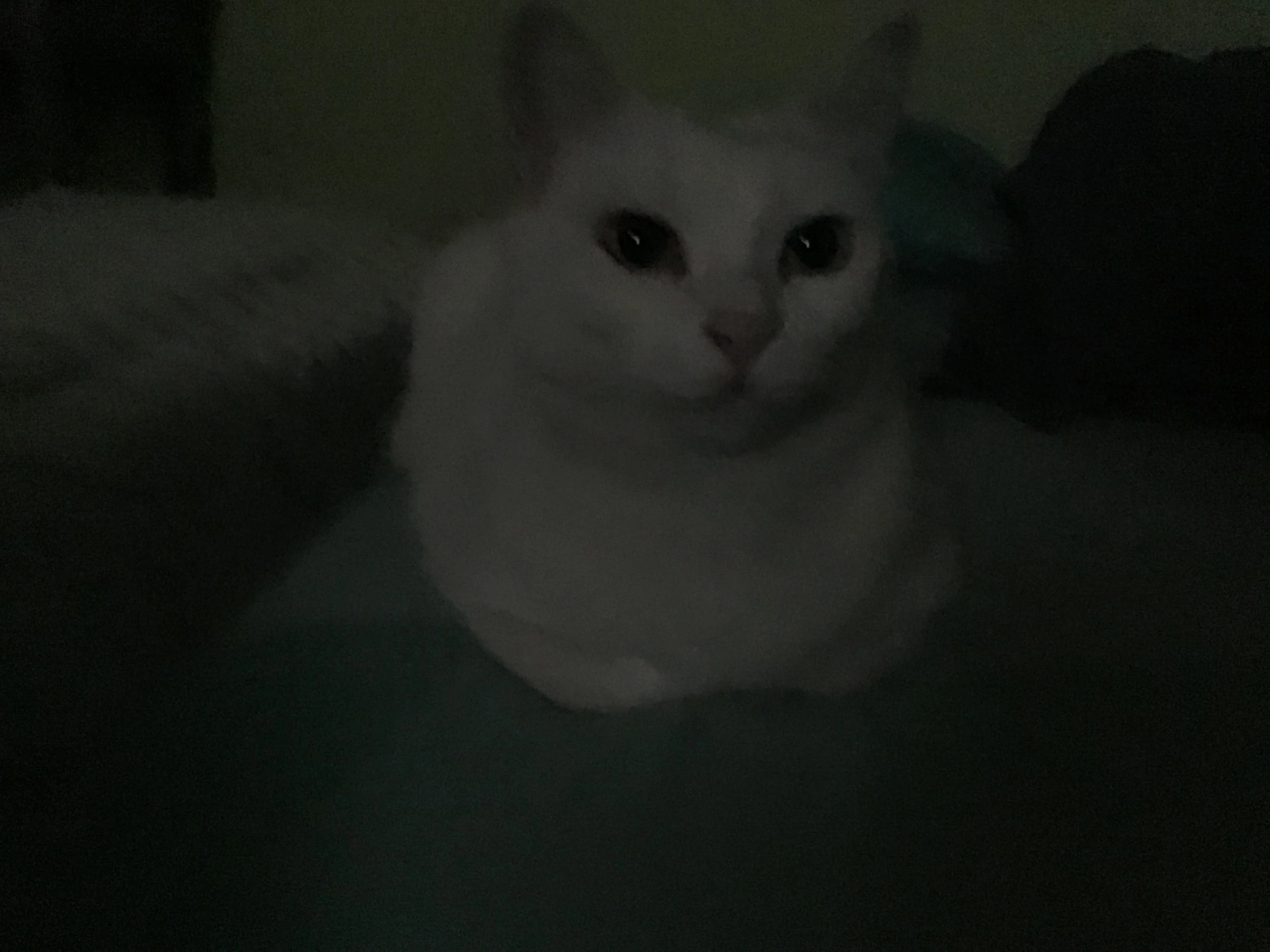 Daily Cat Image #717 | Fandom