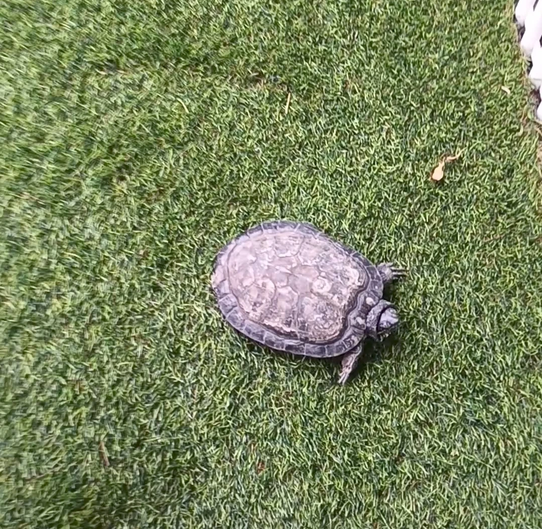 Its a turtle | Fandom