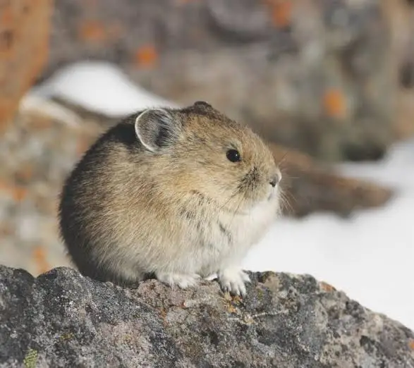 Fandom logic part 2:absolute pika | Fandom