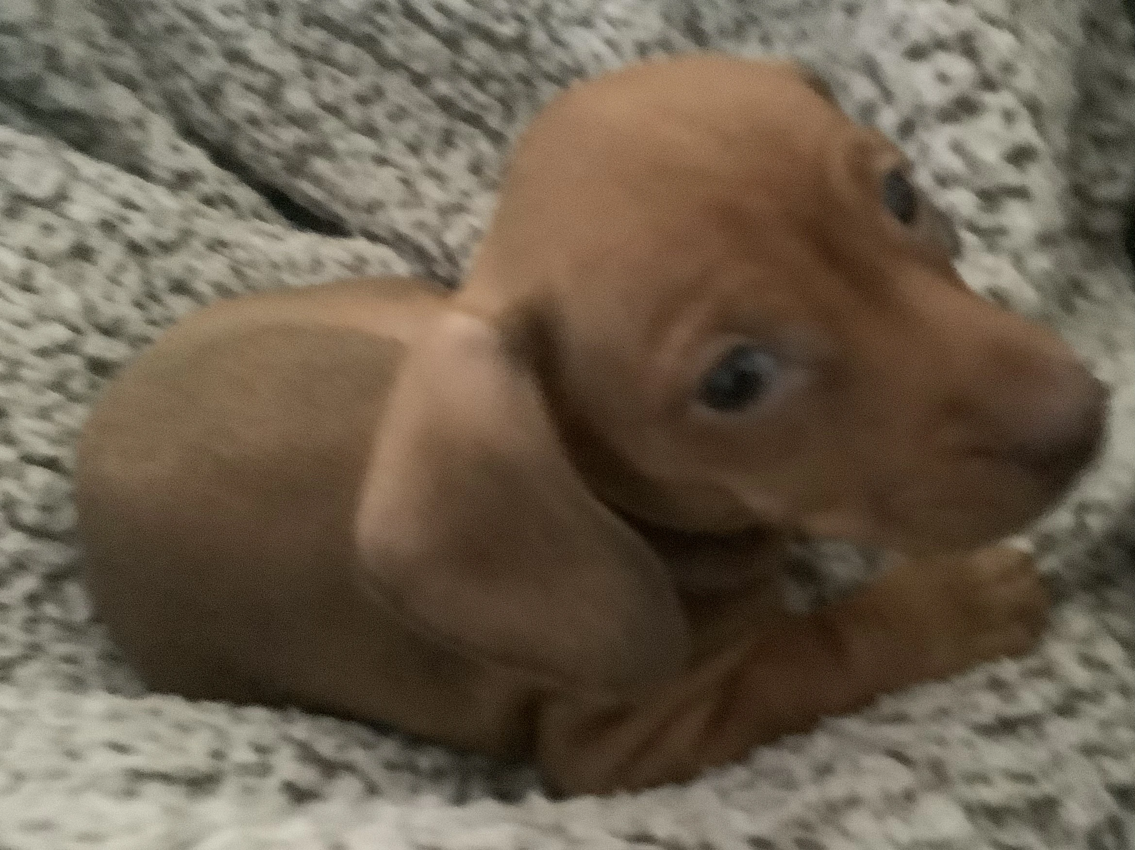New puppy | Fandom