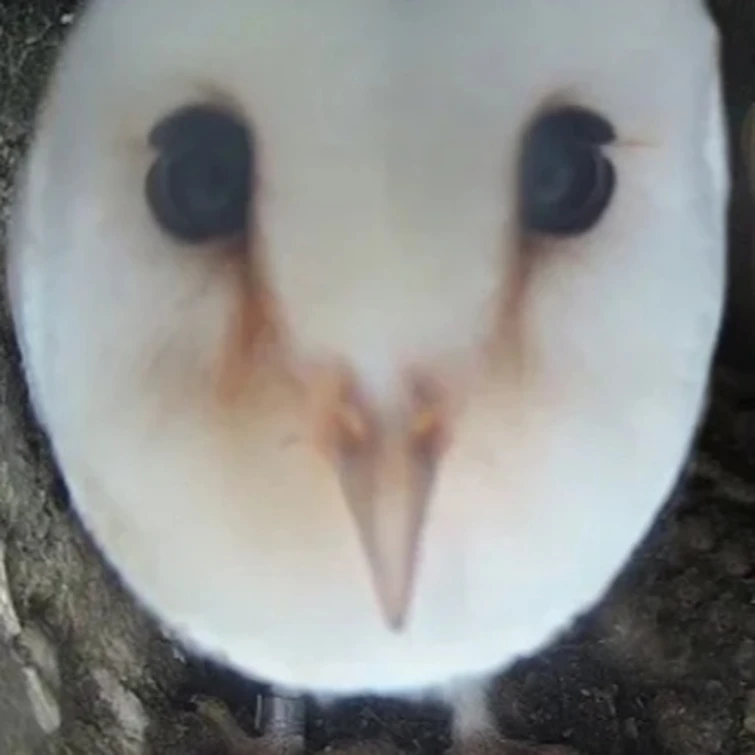 me when I see that one oomf on Twitter sending threats to other ppl | Fandom