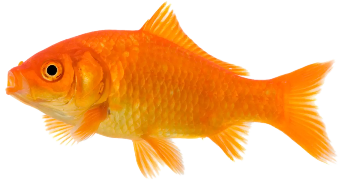 i got you a fish | Fandom