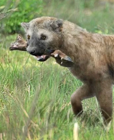 Discuss Everything About Dinopedia | Fandom