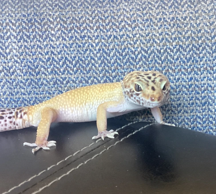 Drawing irl pets into cos creatures (or concept creatures) | Fandom