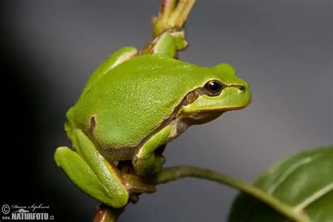 Daily Frog And Chat #118 | Fandom