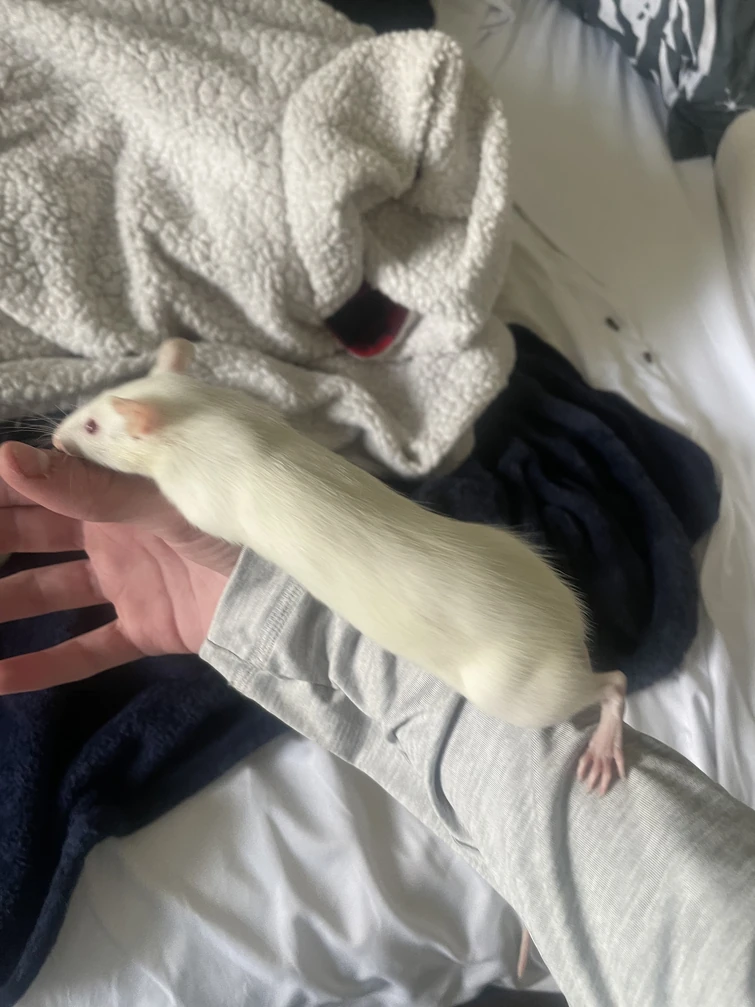 Rats | Fandom