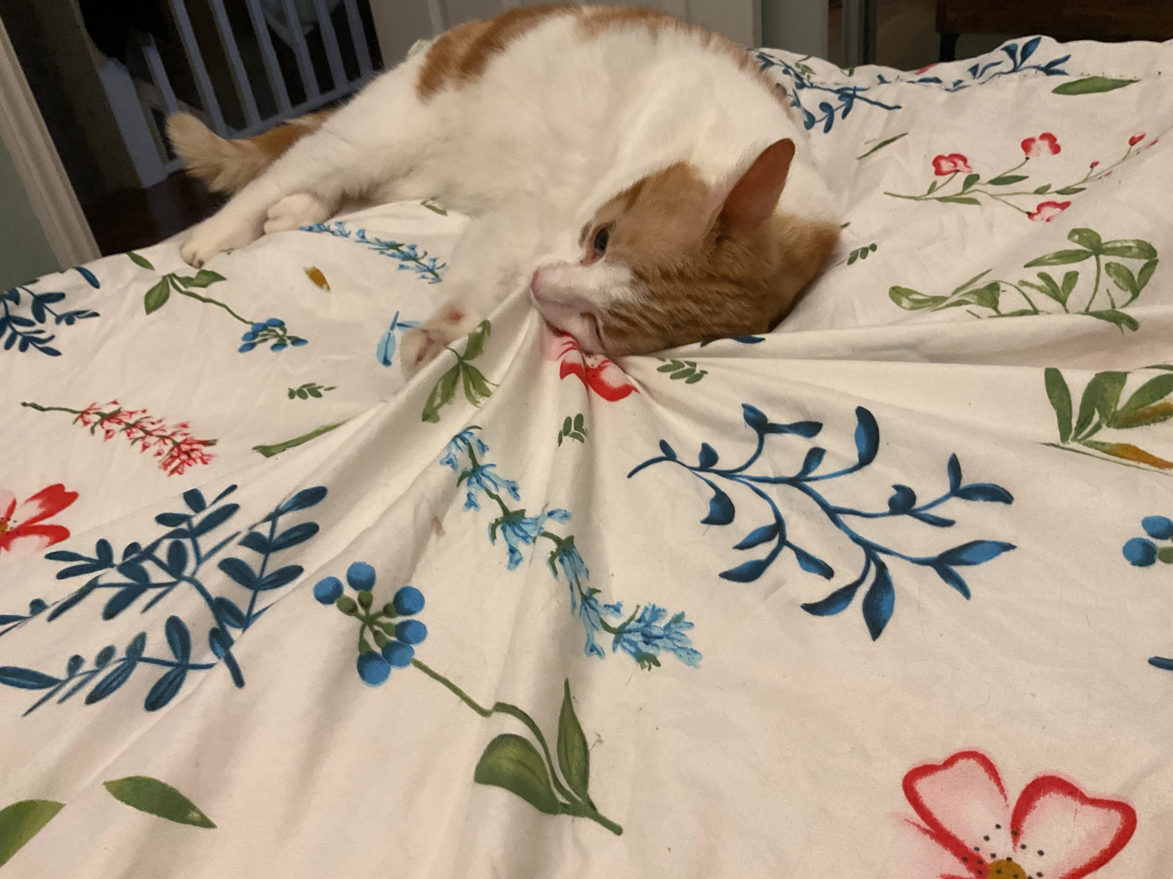 Daily Dose of Peanut | Fandom