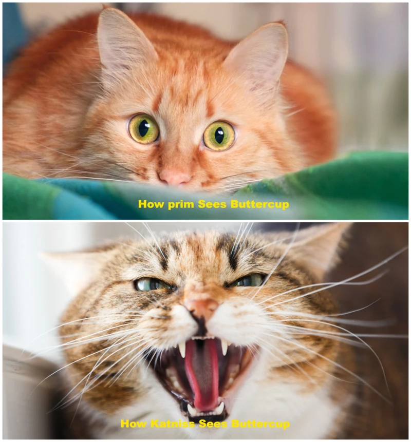 Hunger games memes | Fandom
