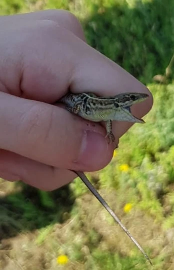 LITTLE LIZARD