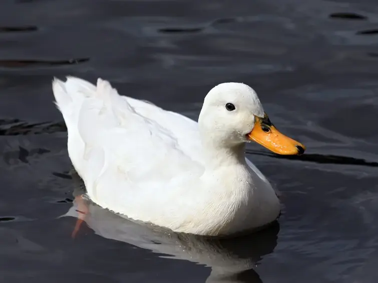 Change your pfp to duckie | Fandom