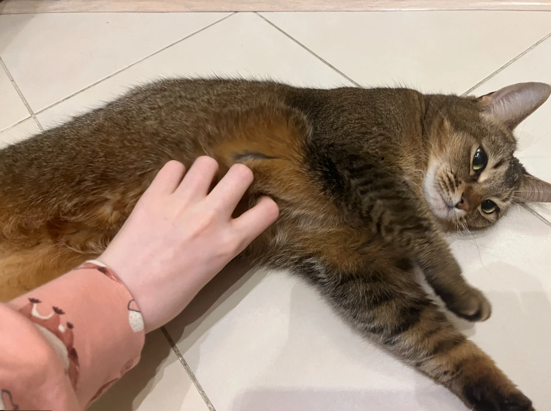 my cat sure loves tummy rubs | Fandom