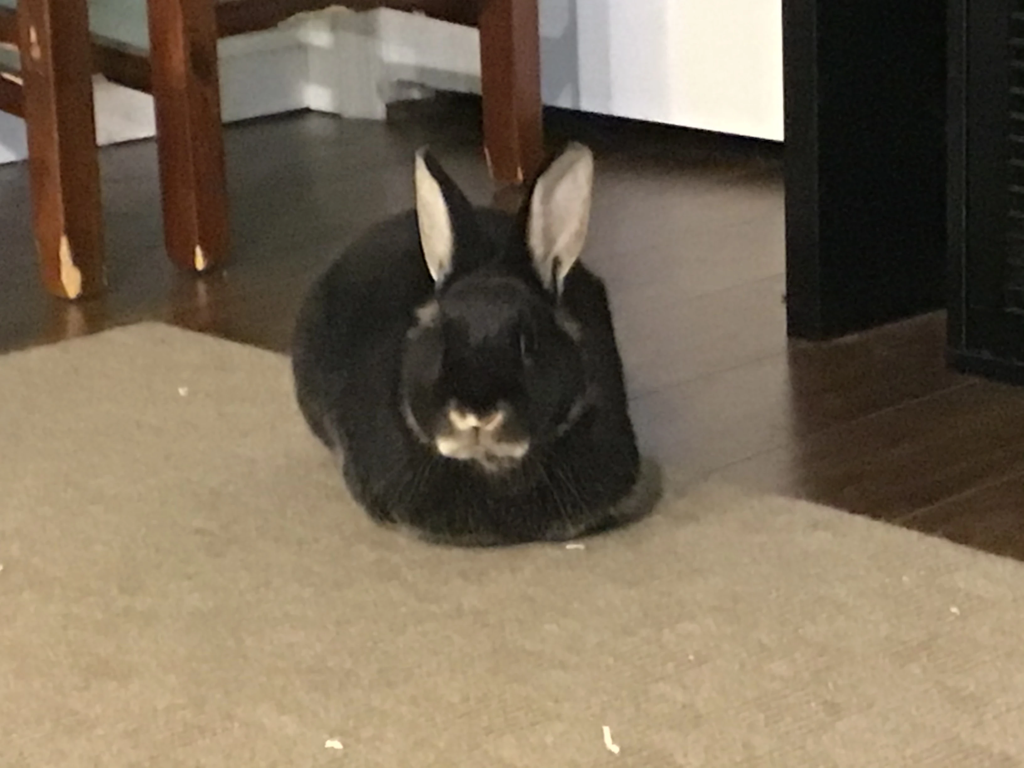 Unrelated but I got a cool picture of my bunny | Fandom