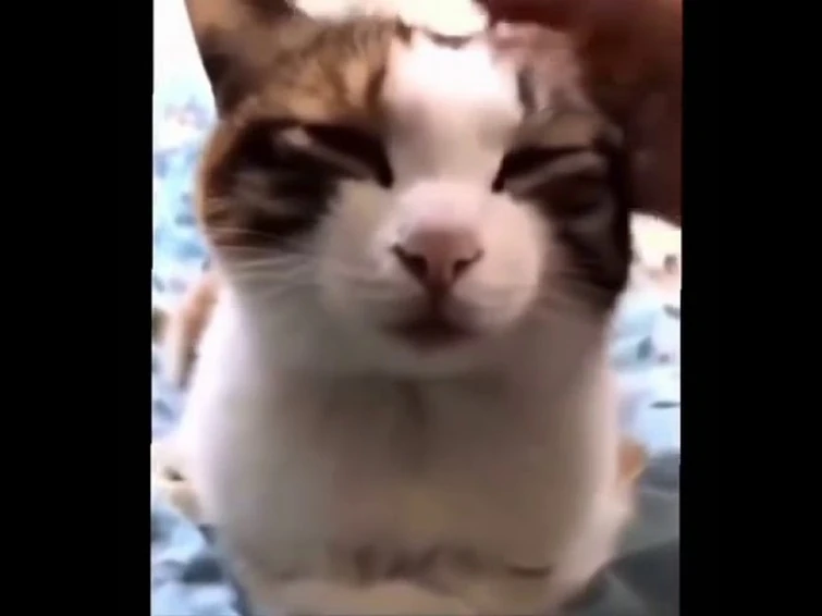 (INTERNAL SCREAMING INTENSIFIES) | Fandom