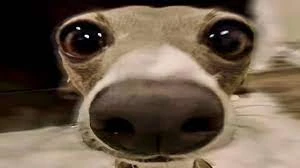 POV:You make a cringy video | Fandom