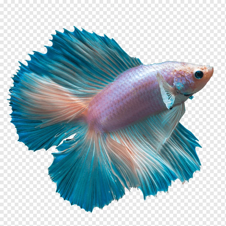 Ok so- i'm trying to draw kokomi as a fish.... | Fandom