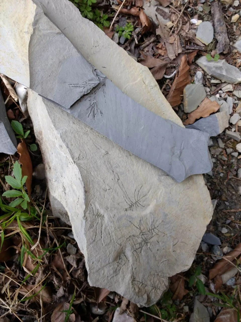 Similar Nature/Academia Aesthetics | Fandom