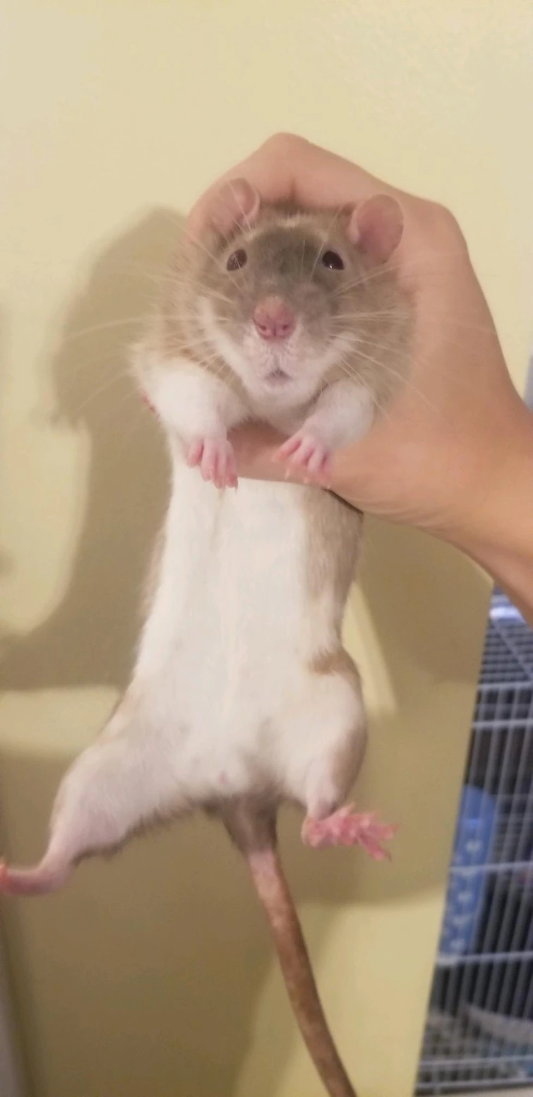 say hello to the babi | Fandom