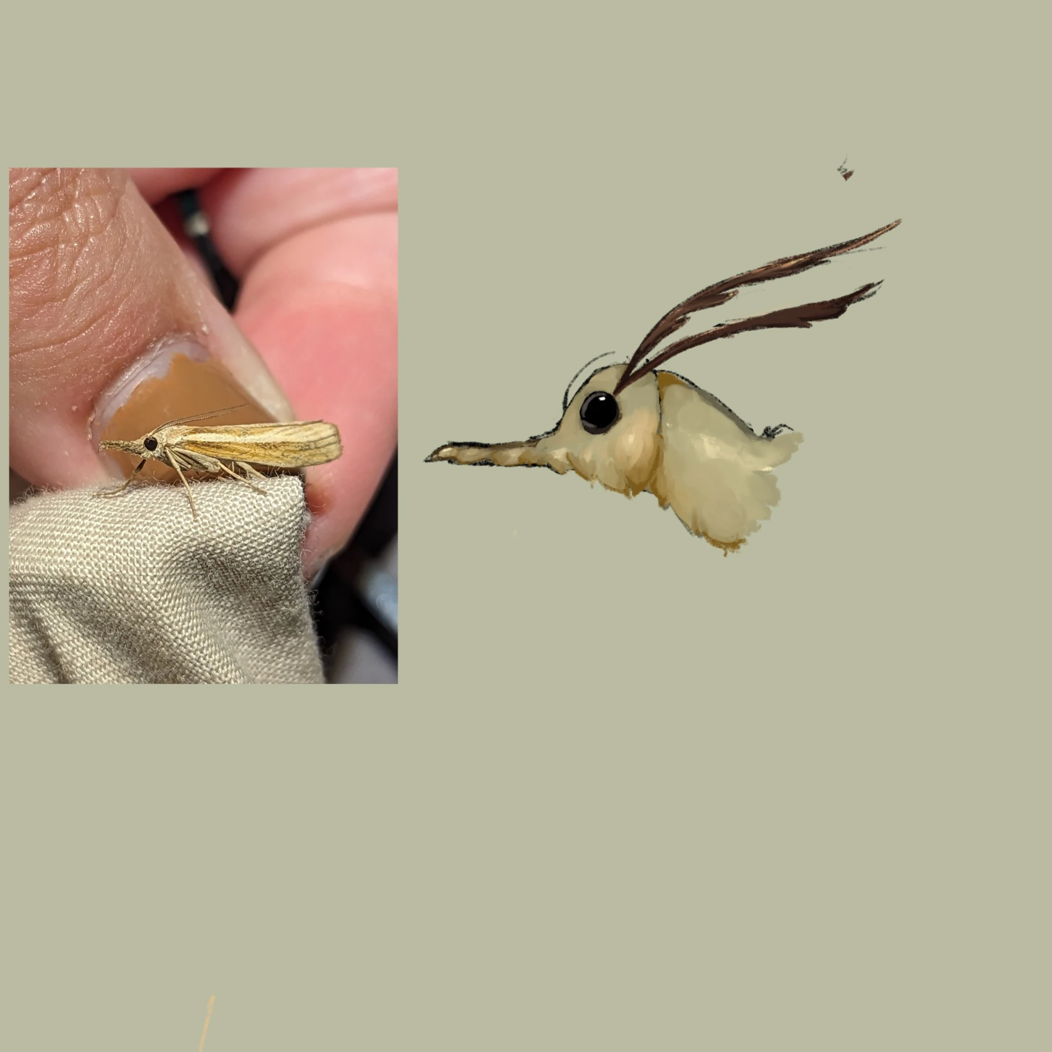 Pale streak grass veneers my beloved (uh tw for insects) | Fandom